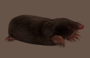 I colori con la T: dal tabacco al turchese - Vernici Rio Verde