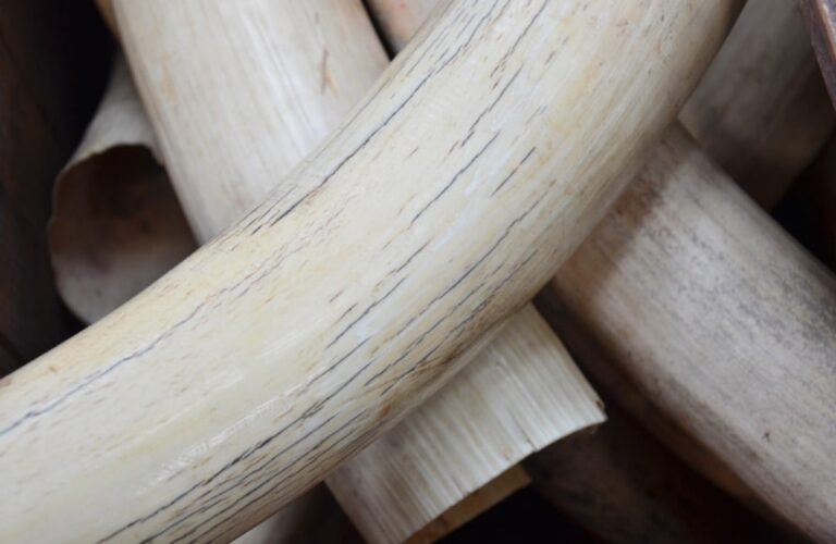 Colore avorio: un bianco caldo come “tela” per la propria casa ...